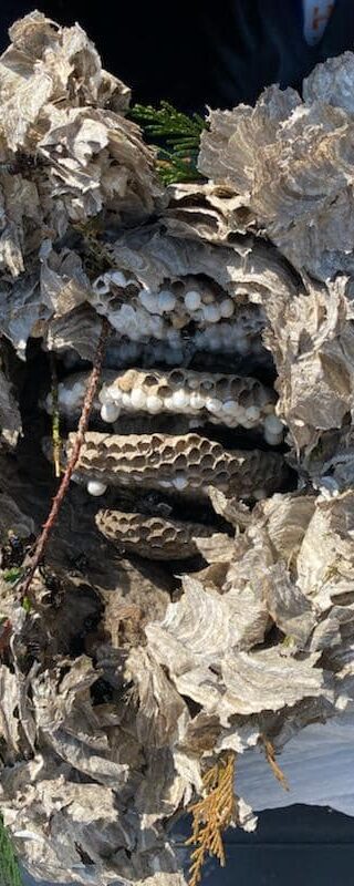 About Our Bee Control Services in Massachusetts - The Bee Hunter