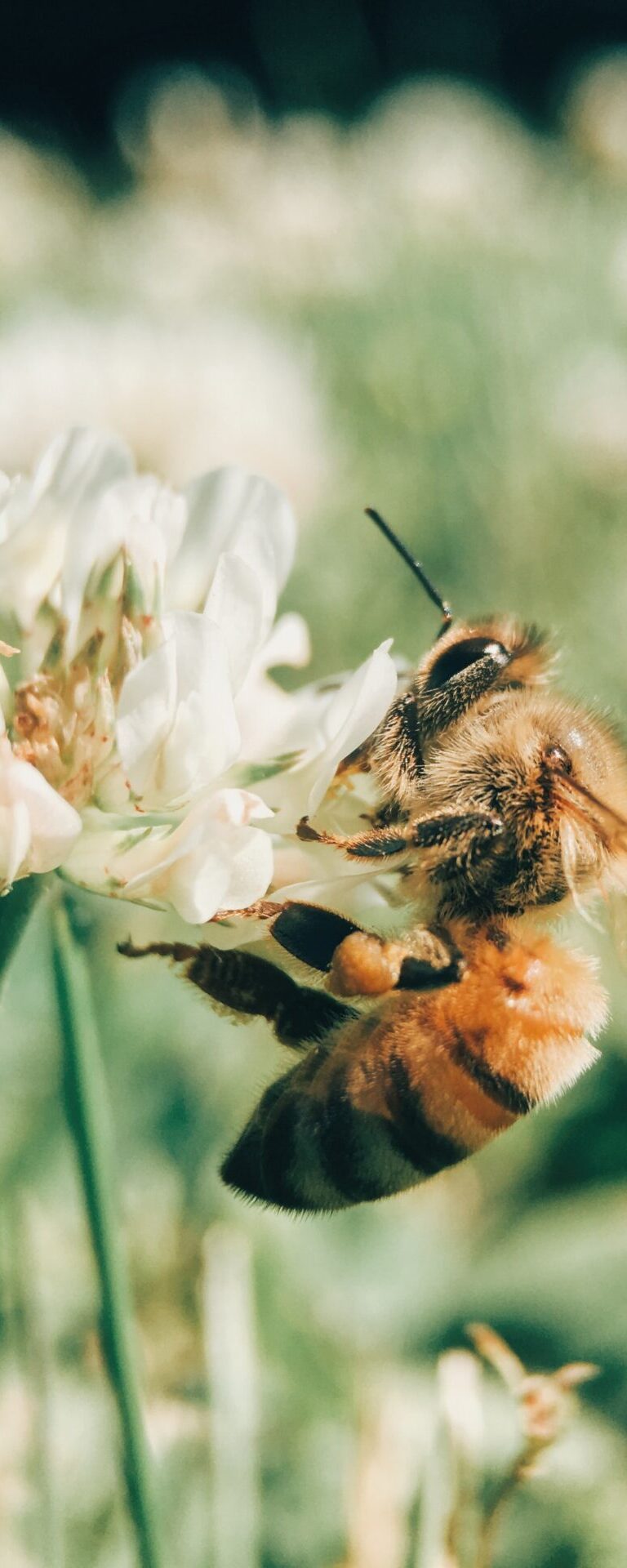 About Our Bee Control Services in Massachusetts - The Bee Hunter