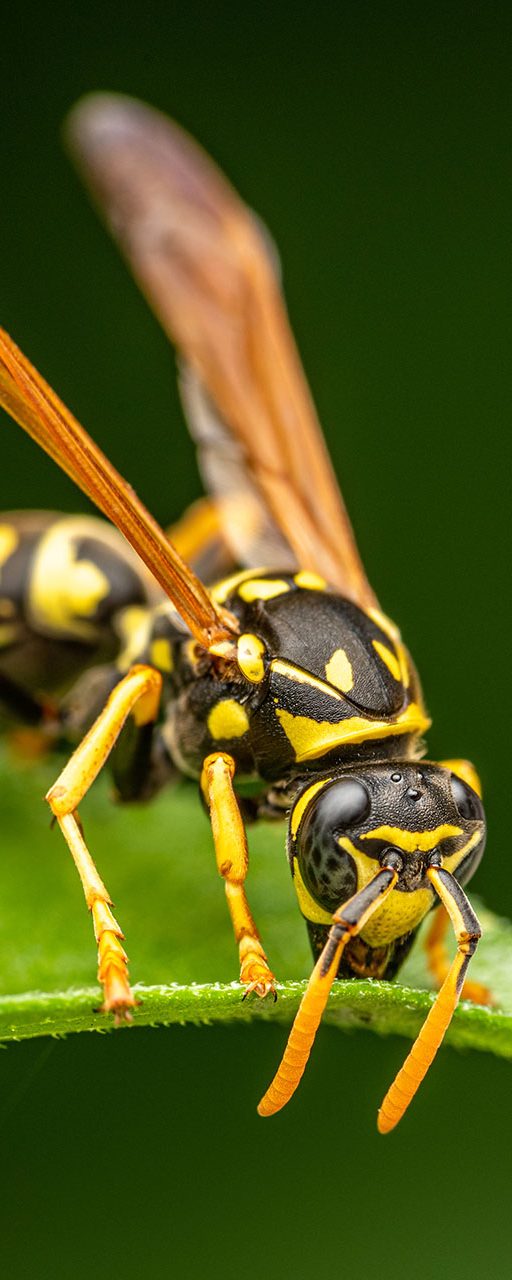 About Our Bee Control Services in Massachusetts - The Bee Hunter