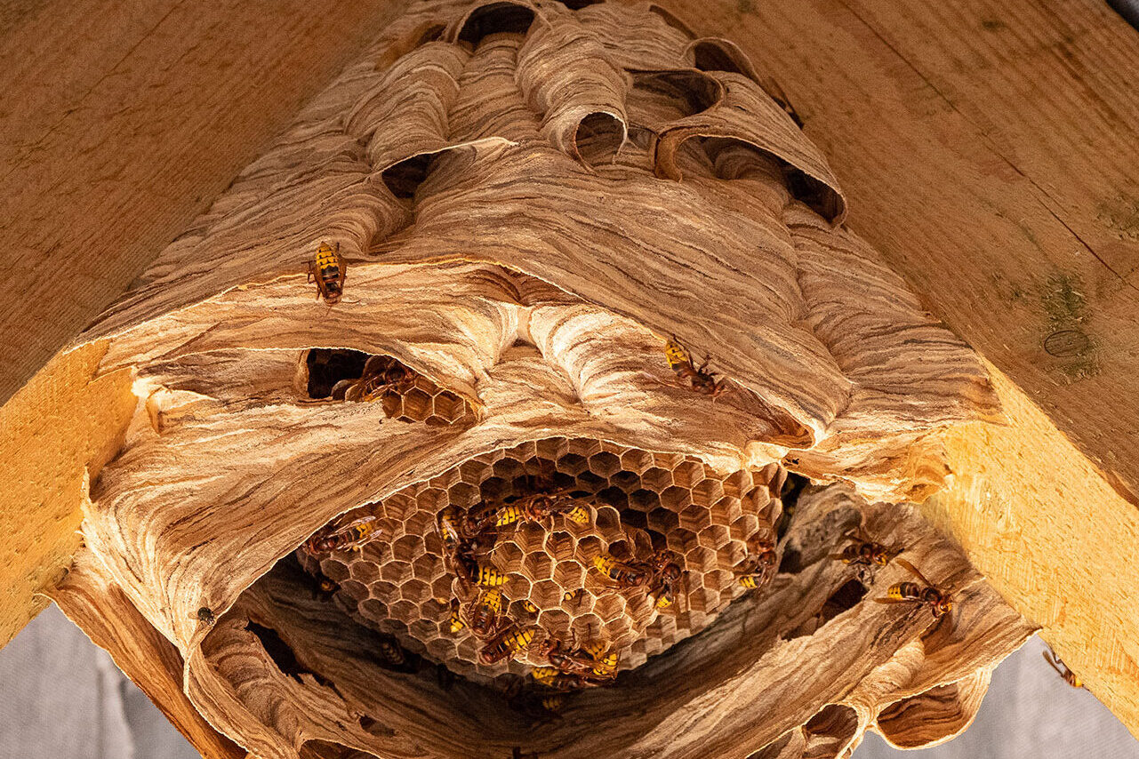 Mass Bee and Wasp Control & Prevention Services - The Bee Hunter