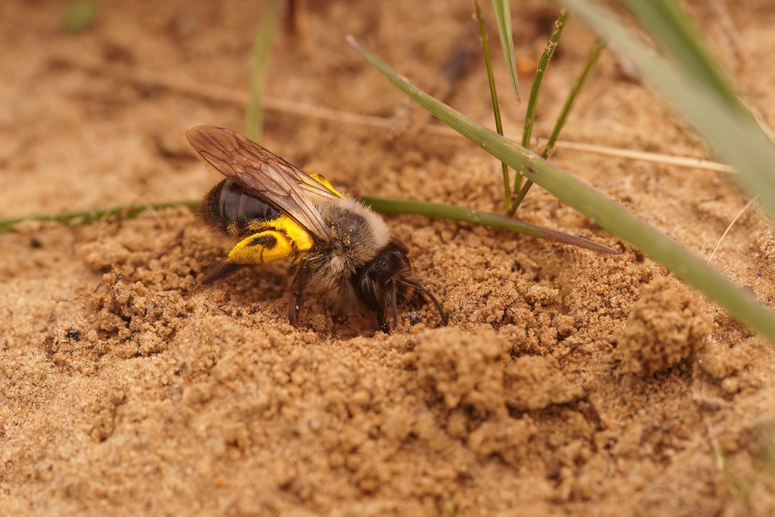 How To Safely Get Rid Of Ground Nesting Bees - The Bee Hunter