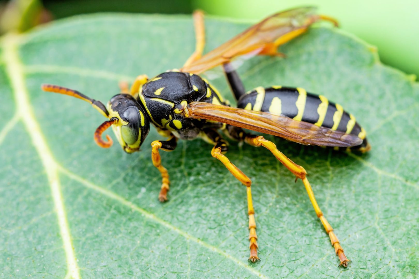 Myths and Misconceptions About Yellow Jackets - The Bee Hunter