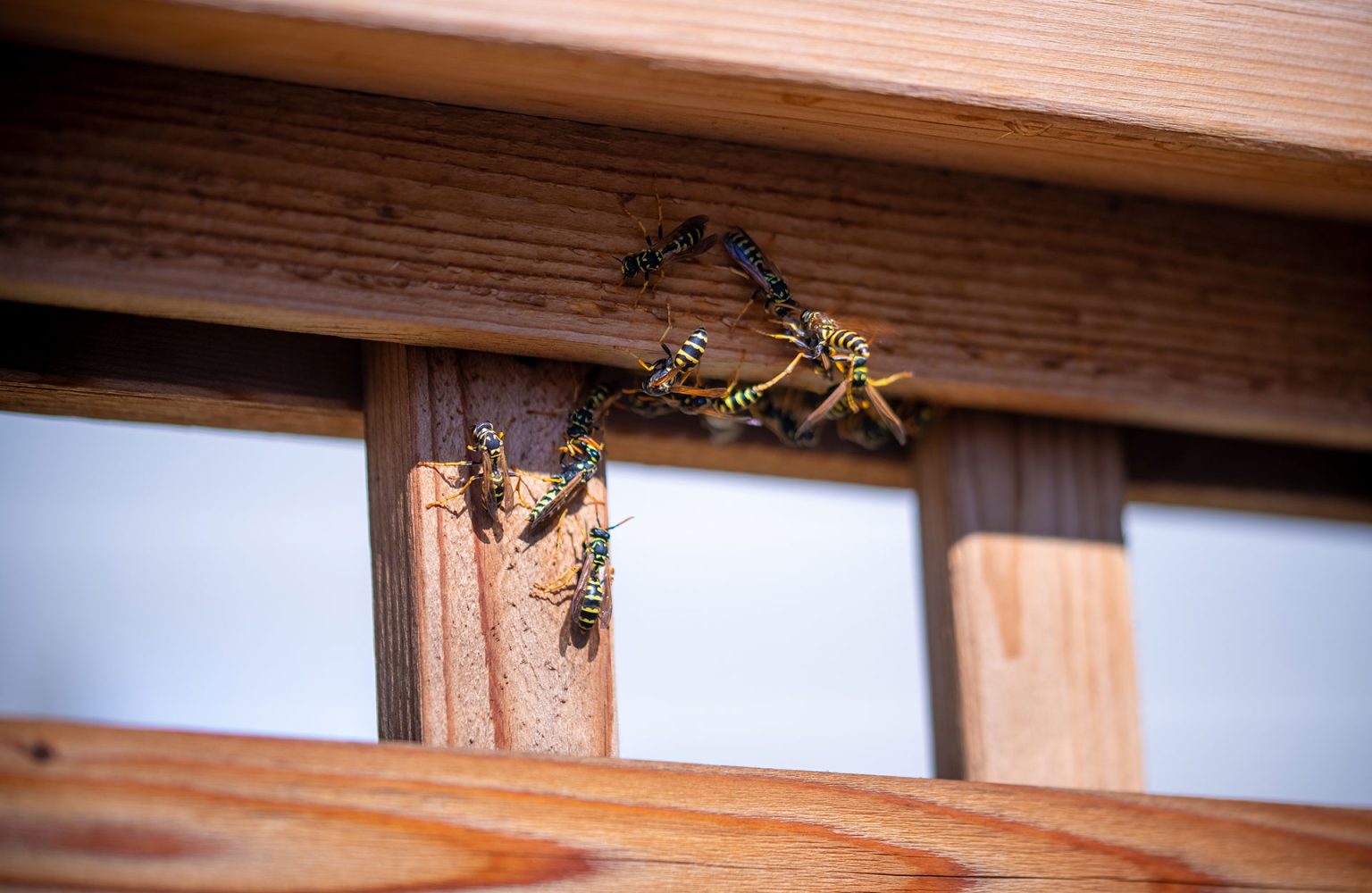 Why Bee Activity Peaks in Spring and How to Stay Safe - The Bee Hunter