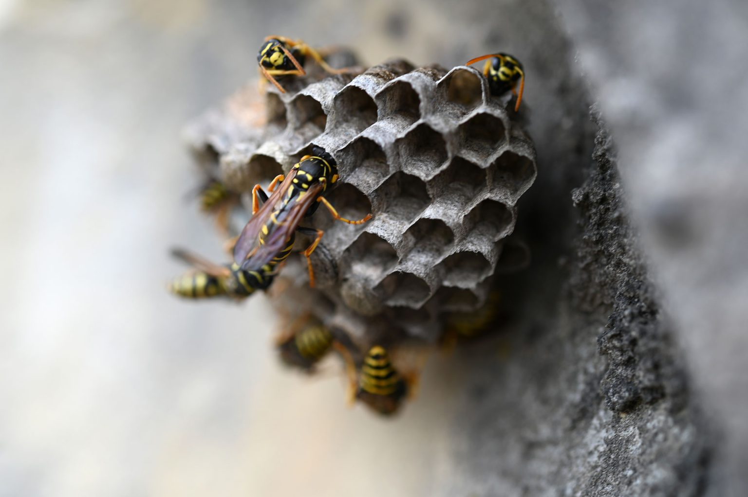 How to Handle Aggressive Stinging Insects Around Your Home - The Bee Hunter